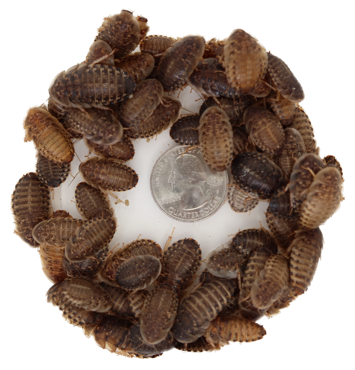 Large Dubia Roaches 78 1 Organically Raised 