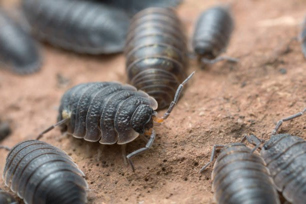 How to: Isopod Care – GotFeeders