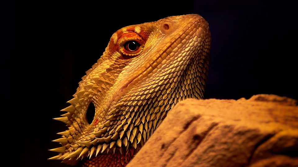 Understanding Bearded Dragon Brumation: A Comprehensive Guide – GotFeeders