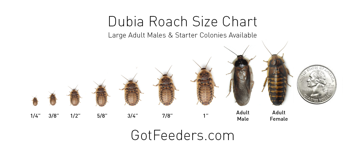 Large Dubia Roaches 7/8" - 1" | Organically Raised | GotFeeders.com